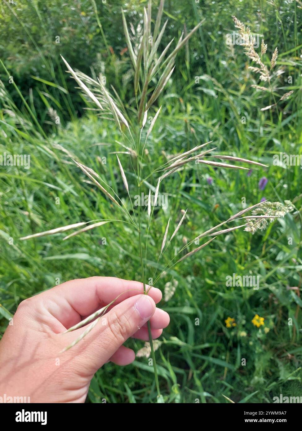 Smooth Brome (Bromus inermis Stock Photo - Alamy
