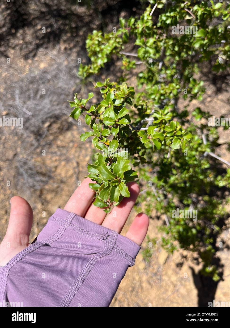 California scrub oak (Quercus berberidifolia Stock Photo - Alamy