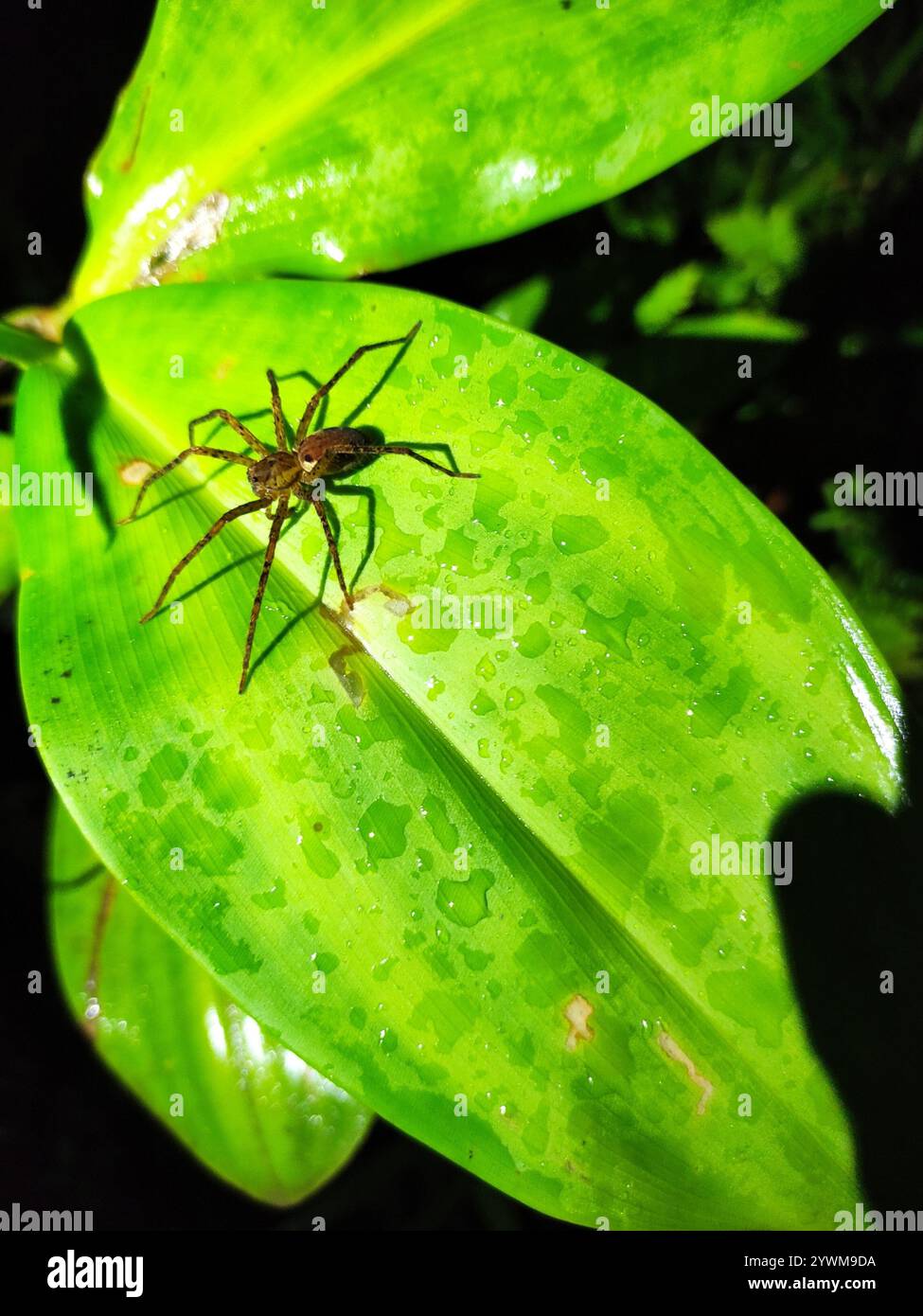 Wolf Spiders and Allies (Lycosoidea Stock Photo - Alamy