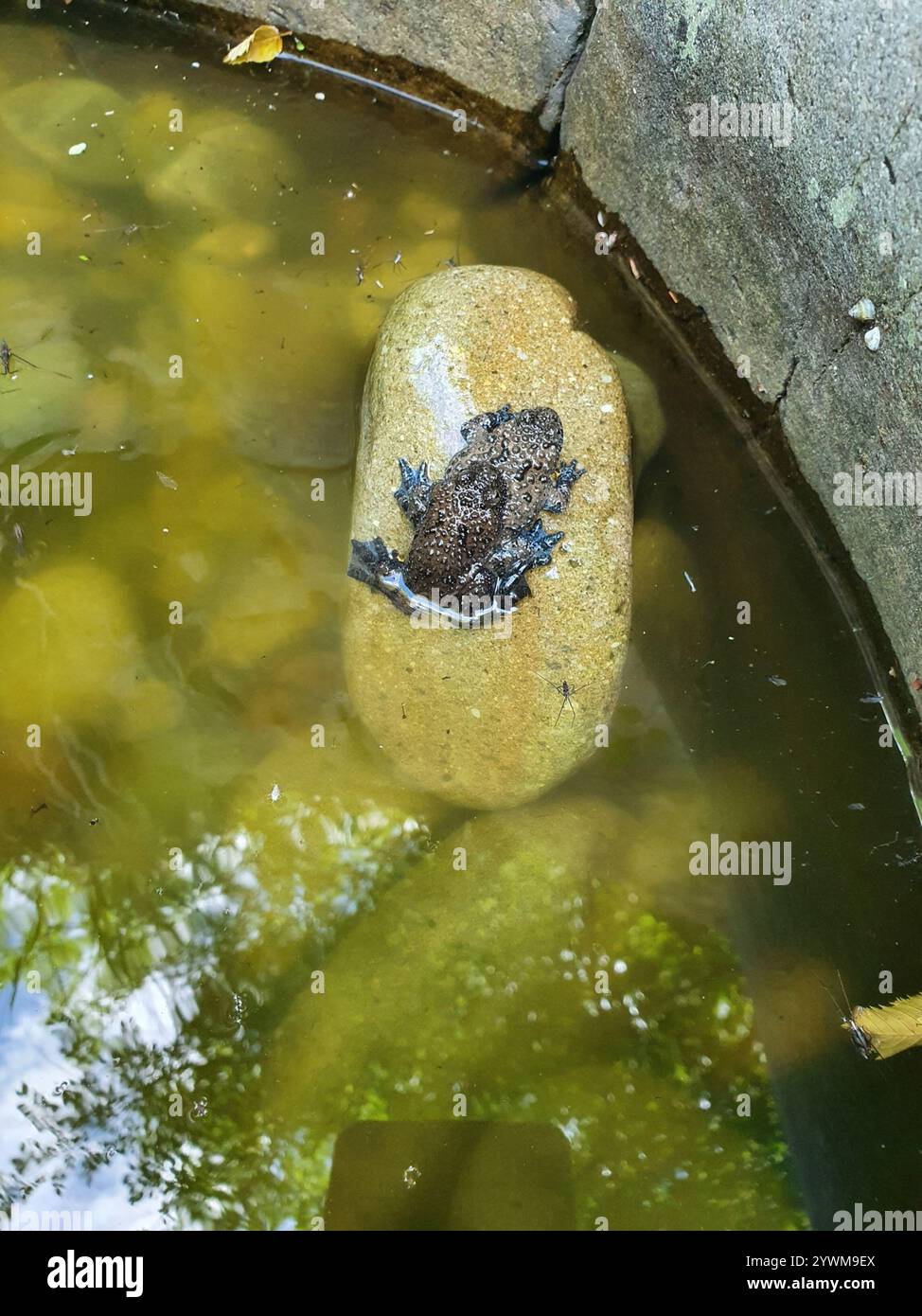 Apennine Yellow-bellied Toad (Bombina variegata pachypus Stock Photo ...