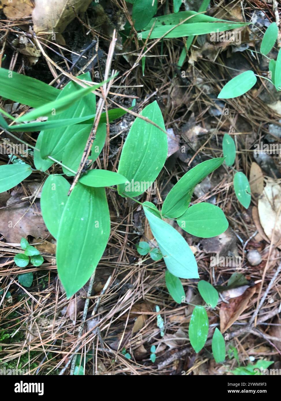 perfoliate bellwort (Uvularia perfoliata Stock Photo - Alamy