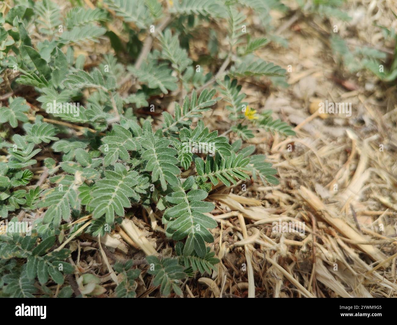puncture vine (Tribulus terrestris Stock Photo - Alamy