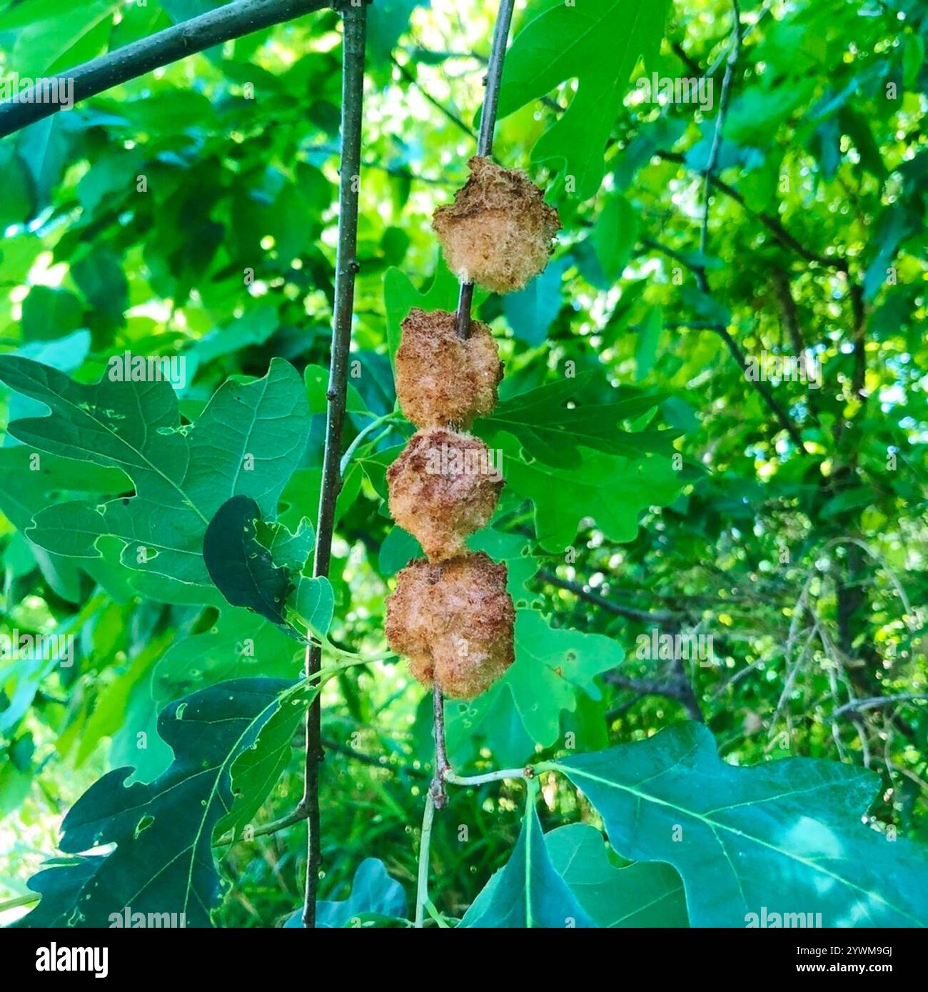 Callirhytis seminator hi-res stock photography and images - Alamy