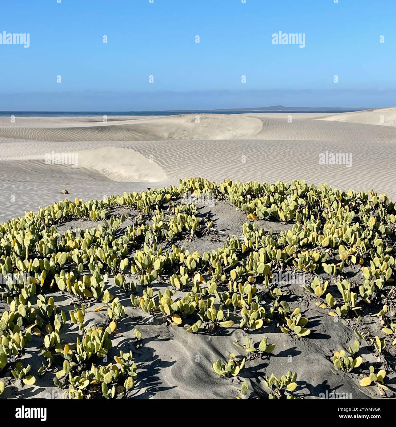 red sand-verbena (Abronia maritima Stock Photo - Alamy