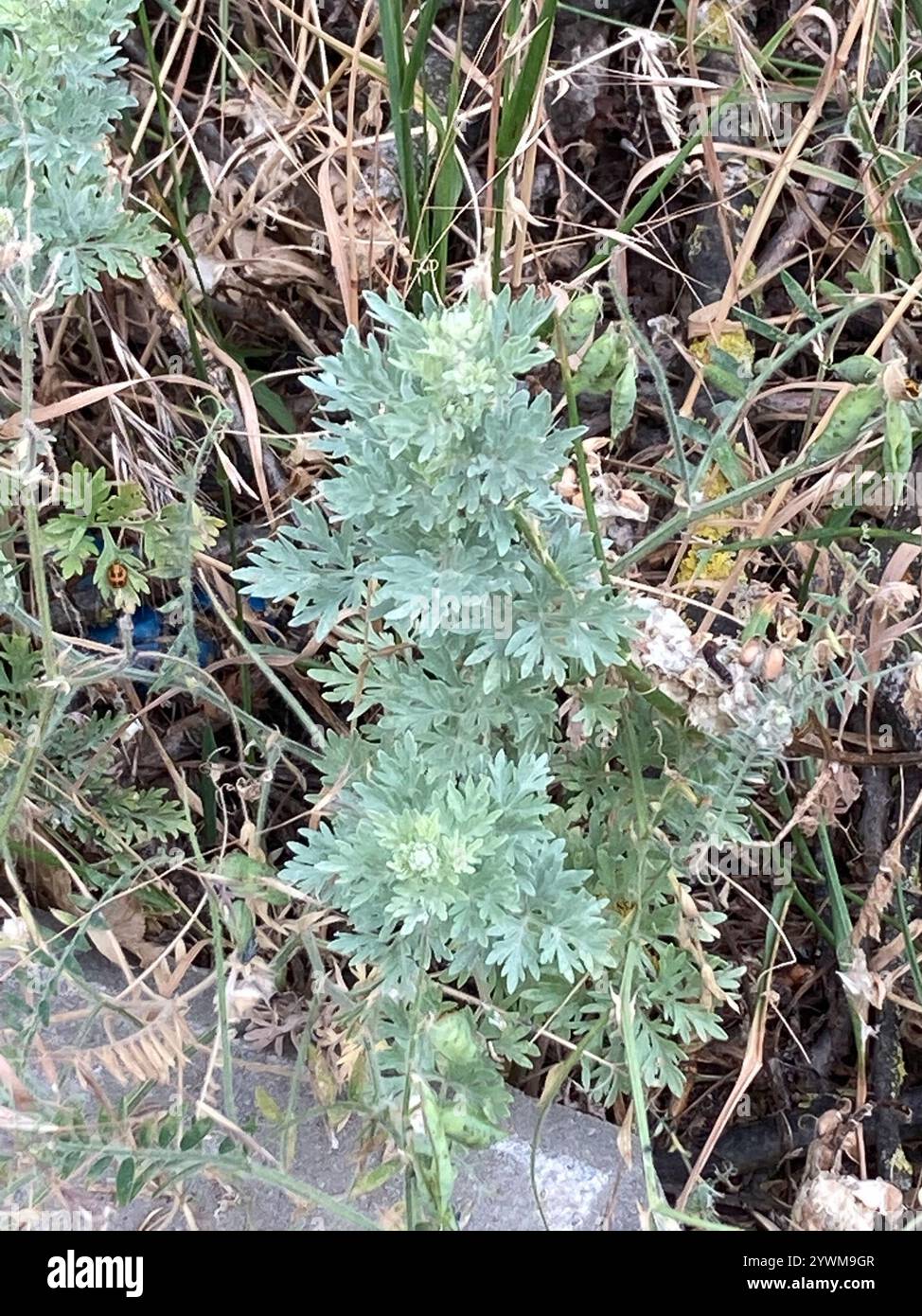 absinthe wormwood (Artemisia absinthium Stock Photo - Alamy