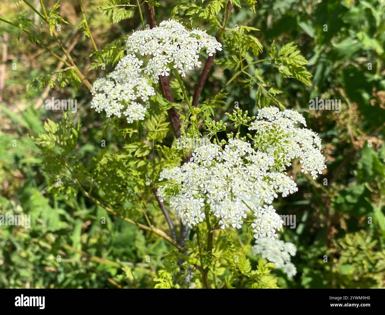 poison hemlock (Conium maculatum Stock Photo - Alamy