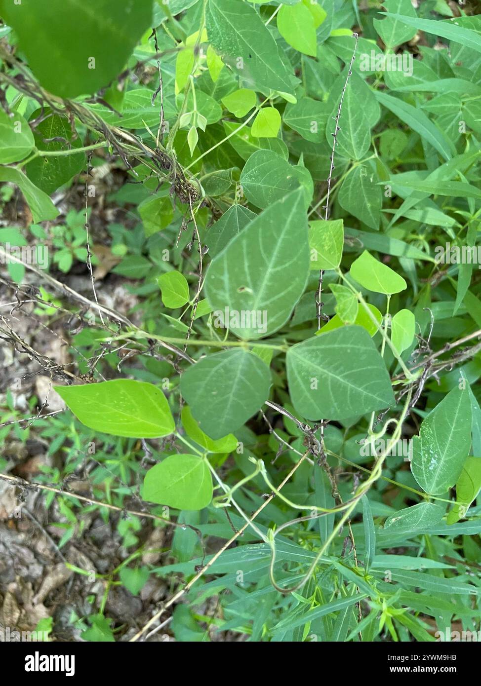 American hog-peanut (Amphicarpaea bracteata Stock Photo - Alamy