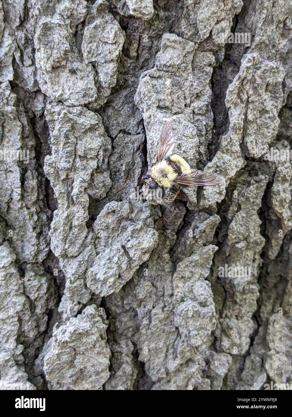 Eastern Yellow-backed Laphria (Laphria thoracica Stock Photo - Alamy