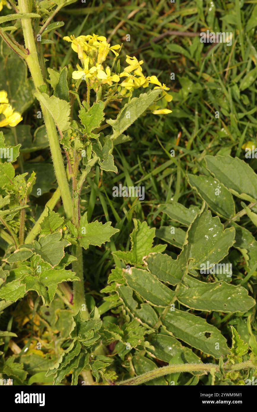 Mediterranean Radish (Raphanus raphanistrum landra Stock Photo - Alamy