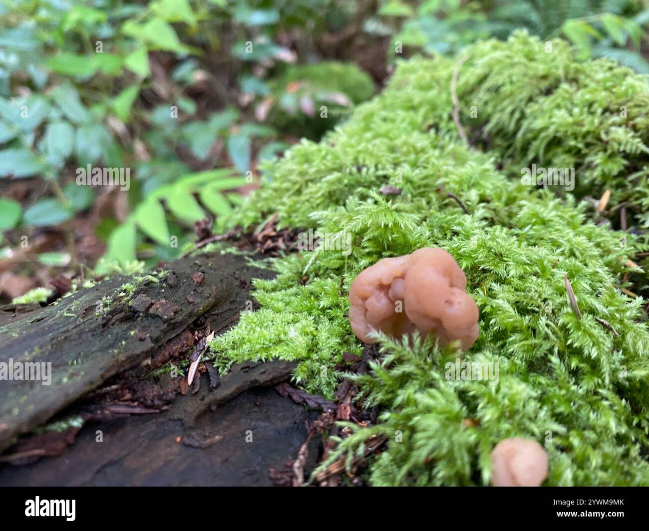 Saddle-shaped False Morel (Gyromitra infula Stock Photo - Alamy