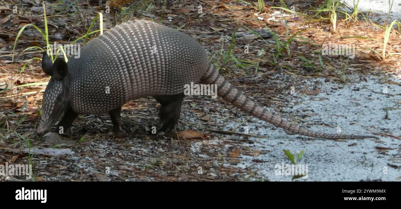 Nine-banded Armadillo (Dasypus novemcinctus Stock Photo - Alamy