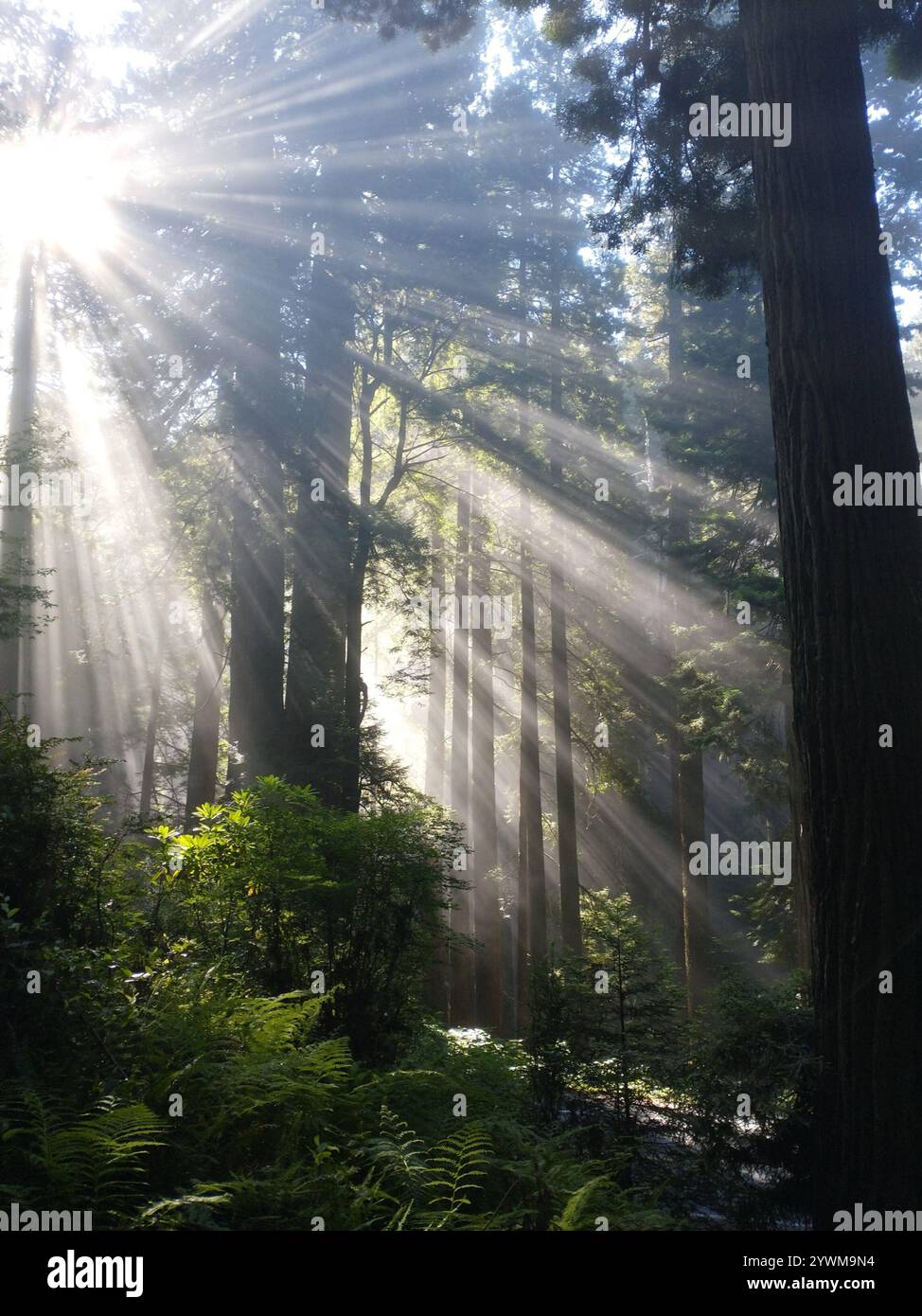 coast redwood (Sequoia sempervirens Stock Photo - Alamy