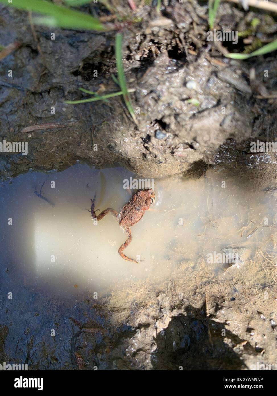 Western Toad (Anaxyrus boreas Stock Photo - Alamy