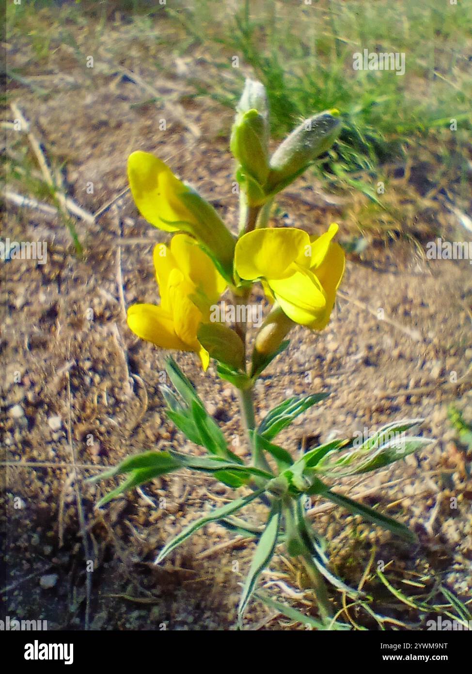lanceleaf thermopsis (Thermopsis lanceolata Stock Photo - Alamy