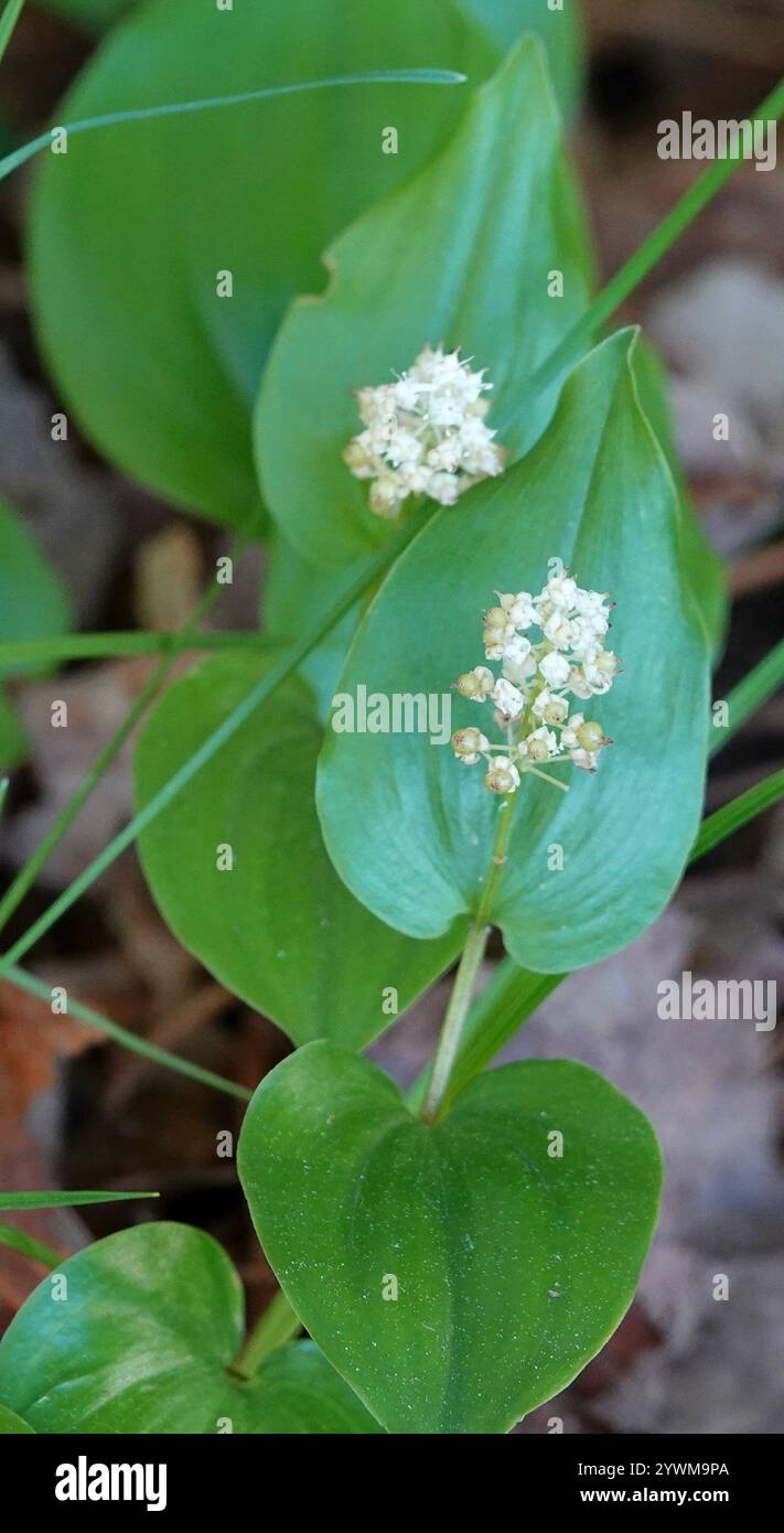 Canada mayflower (Maianthemum canadense Stock Photo - Alamy