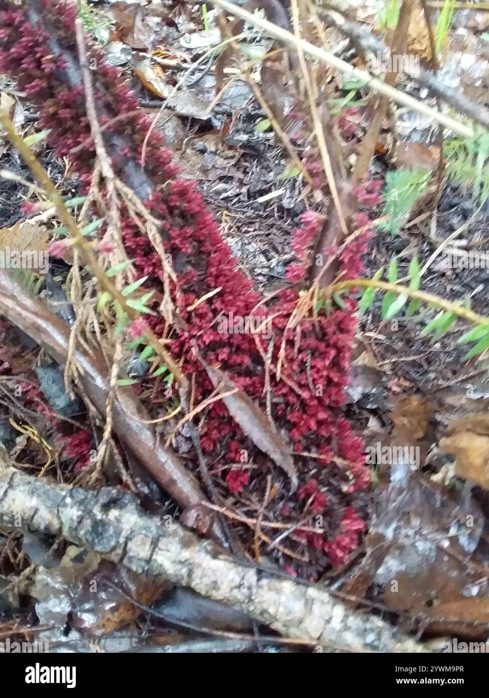 Mount Lofty Ground-berry (Acrotriche fasciculiflora Stock Photo - Alamy