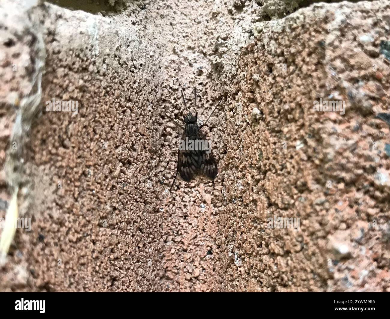 Common Snipe Fly (Rhagio mystaceus Stock Photo - Alamy