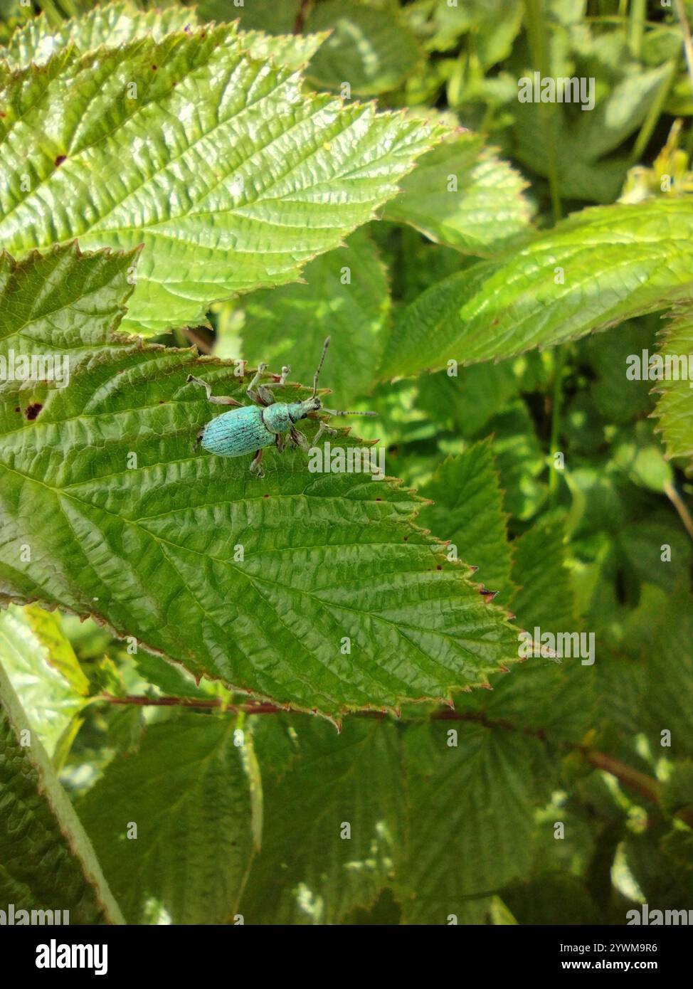 Nettle weevil (Phyllobius pomaceus Stock Photo - Alamy