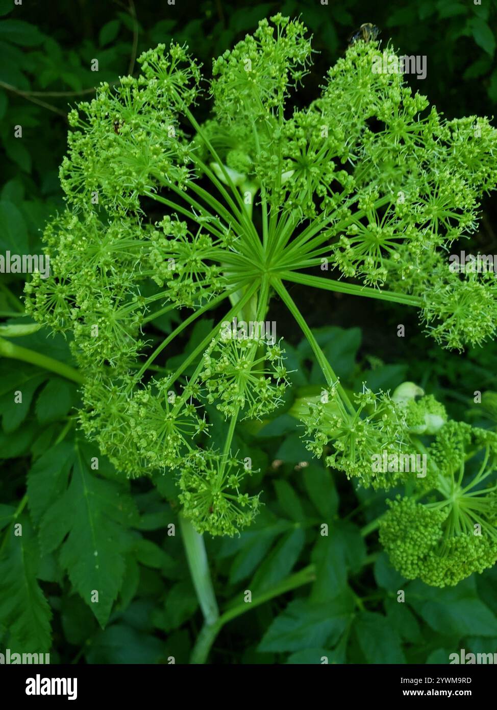 purple-stemmed angelica (Angelica atropurpurea Stock Photo - Alamy