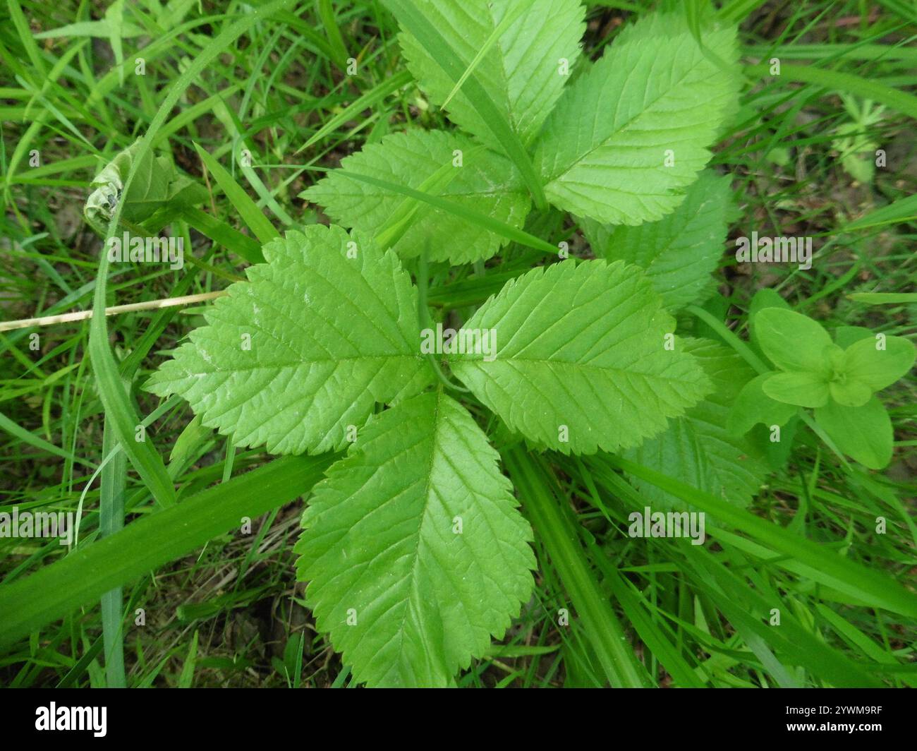 Stone Bramble (Rubus saxatilis Stock Photo - Alamy