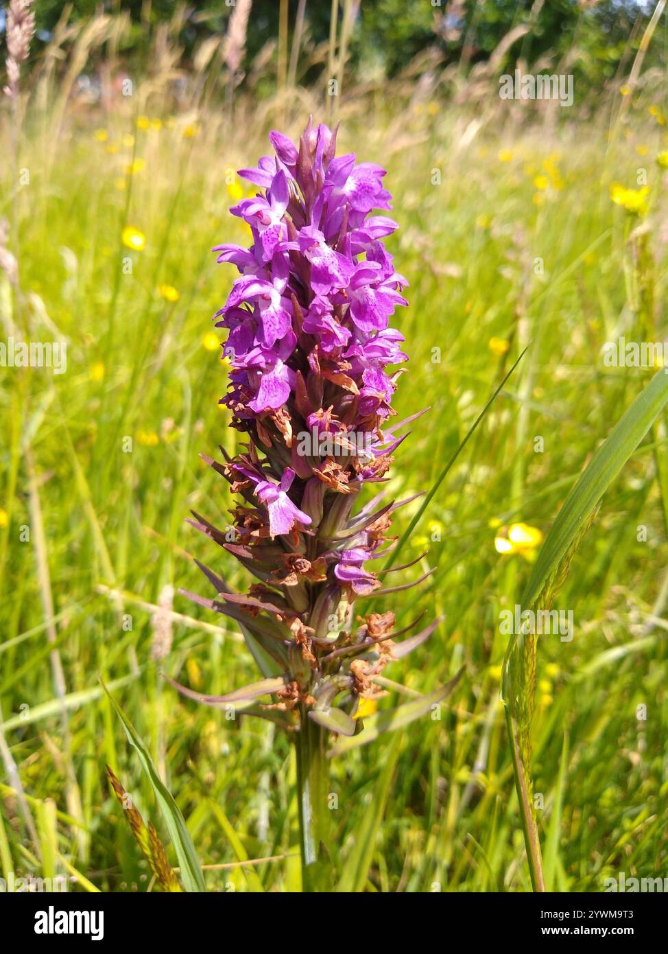 Southern Marsh-orchid (Dactylorhiza praetermissa Stock Photo - Alamy