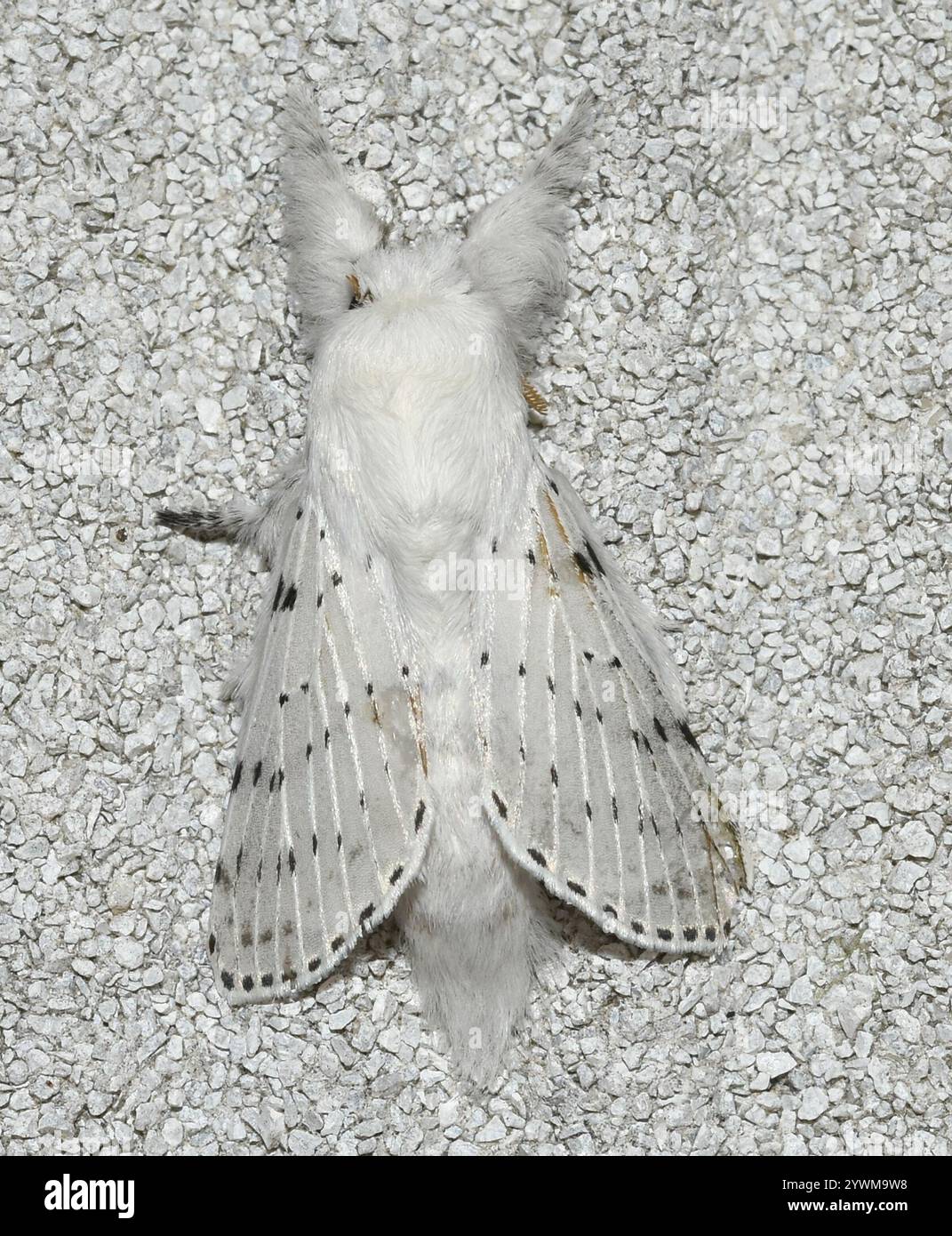 Dot-lined White (Artace cribrarius Stock Photo - Alamy
