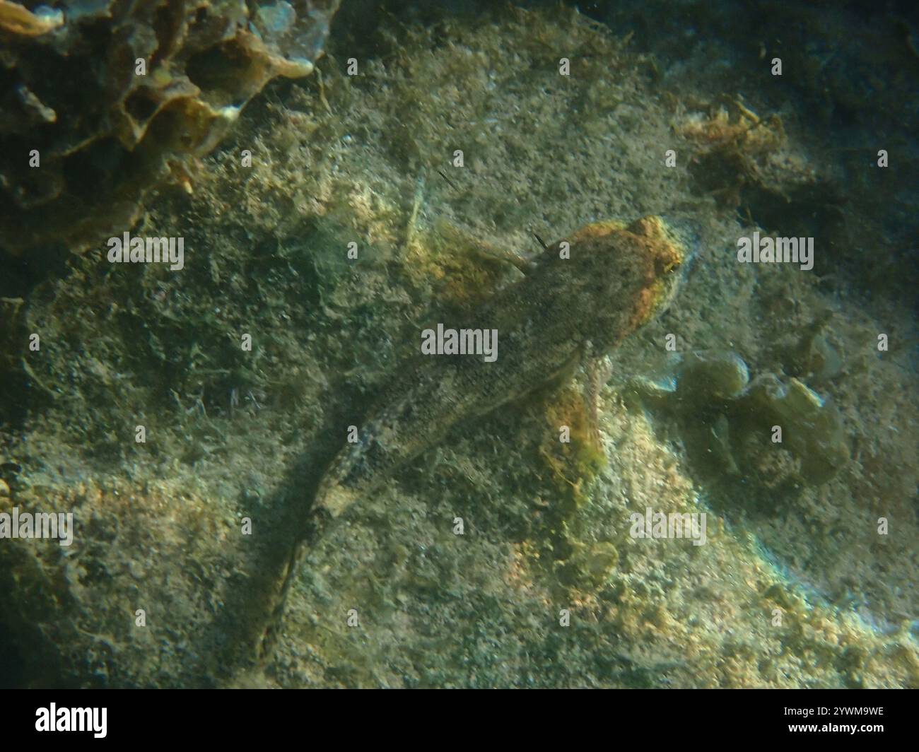 Gobius cobitis hi-res stock photography and images - Alamy