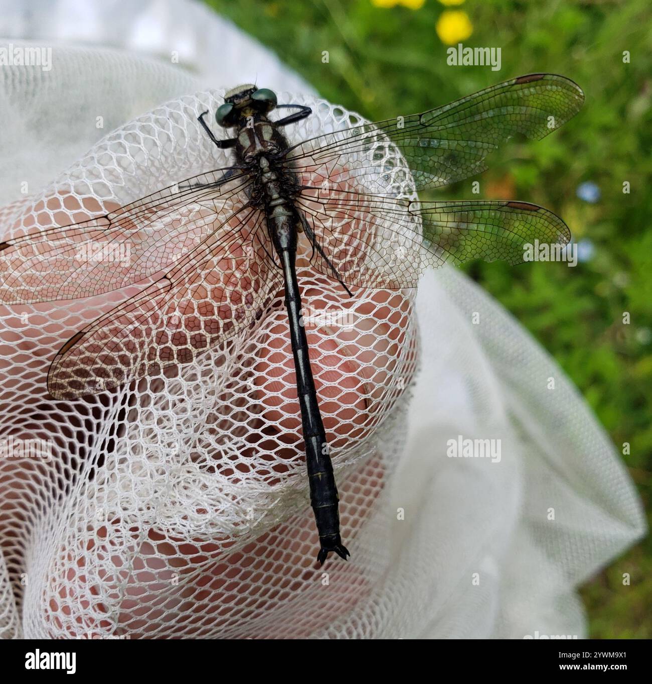Harpoon Clubtail (Phanogomphus descriptus Stock Photo - Alamy