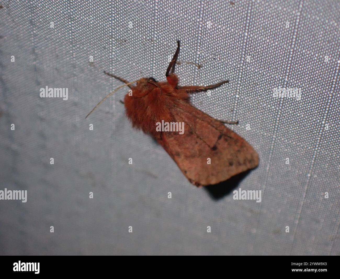 Large Ruby Tiger Moth (Phragmatobia assimilans Stock Photo - Alamy