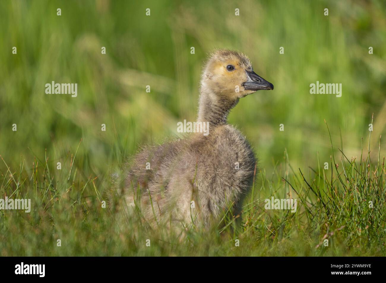 Grassy places hi-res stock photography and images - Alamy