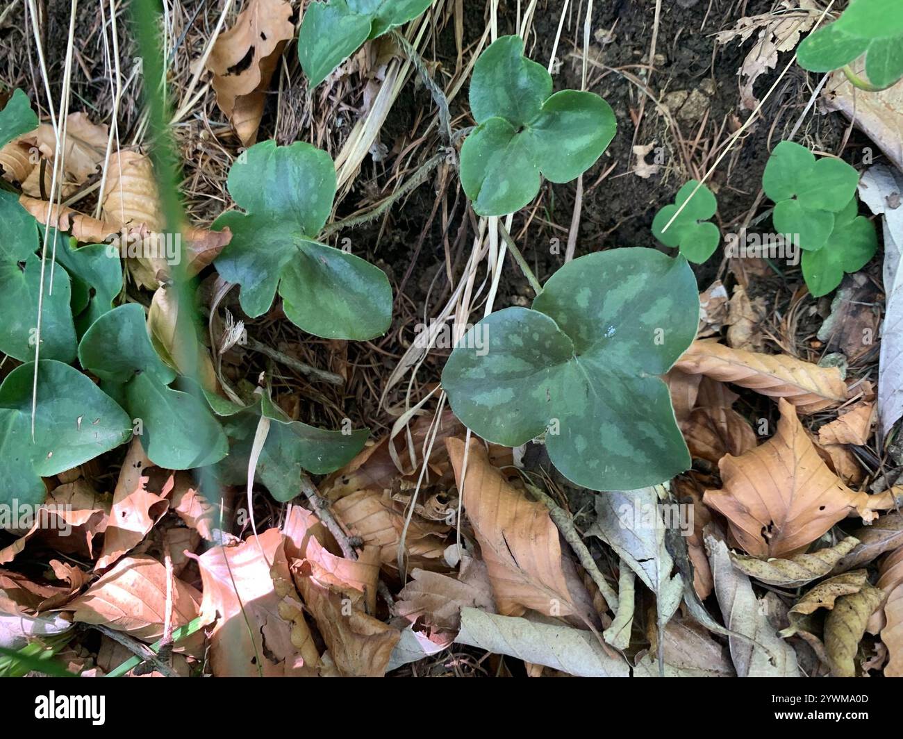 Liverleaf (Hepatica nobilis Stock Photo - Alamy