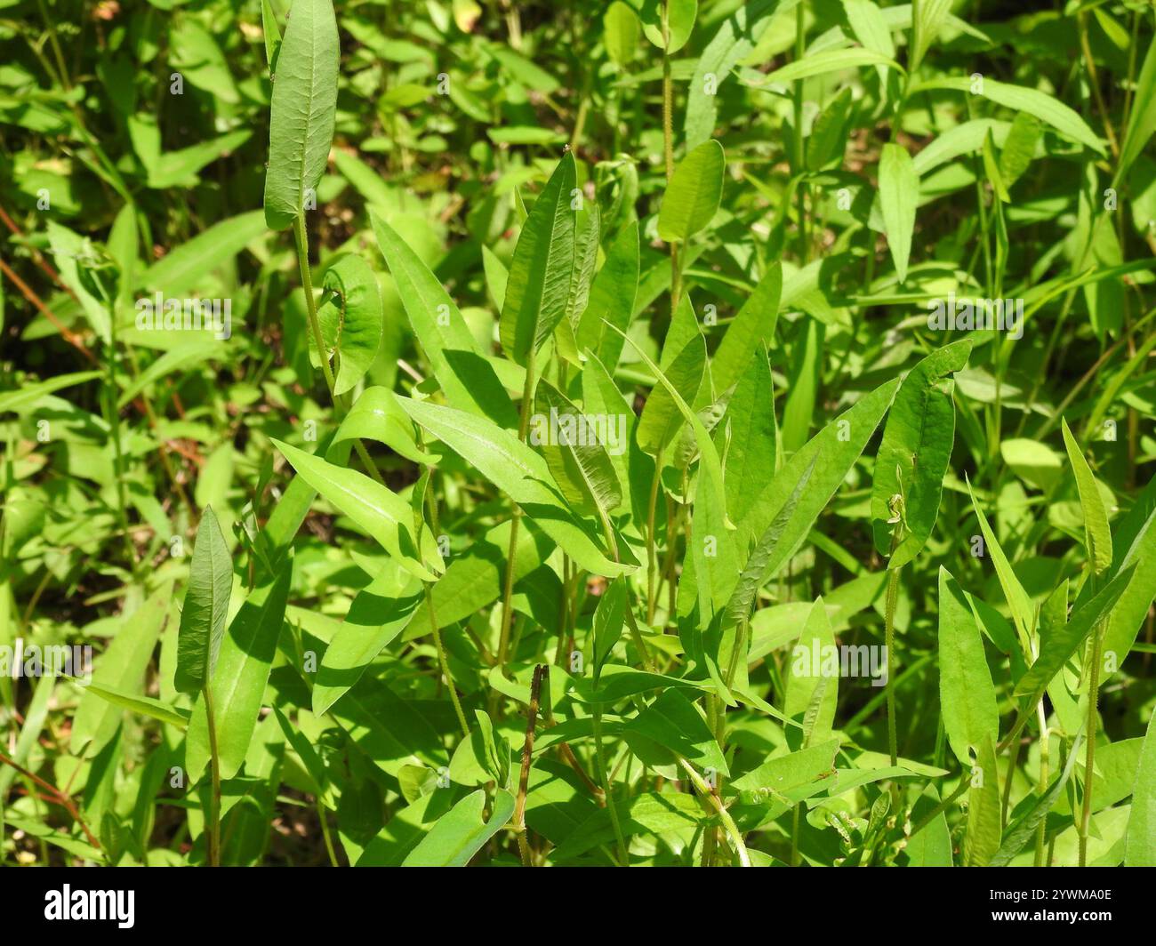 arrow-leaved tearthumb (Persicaria sagittata Stock Photo - Alamy