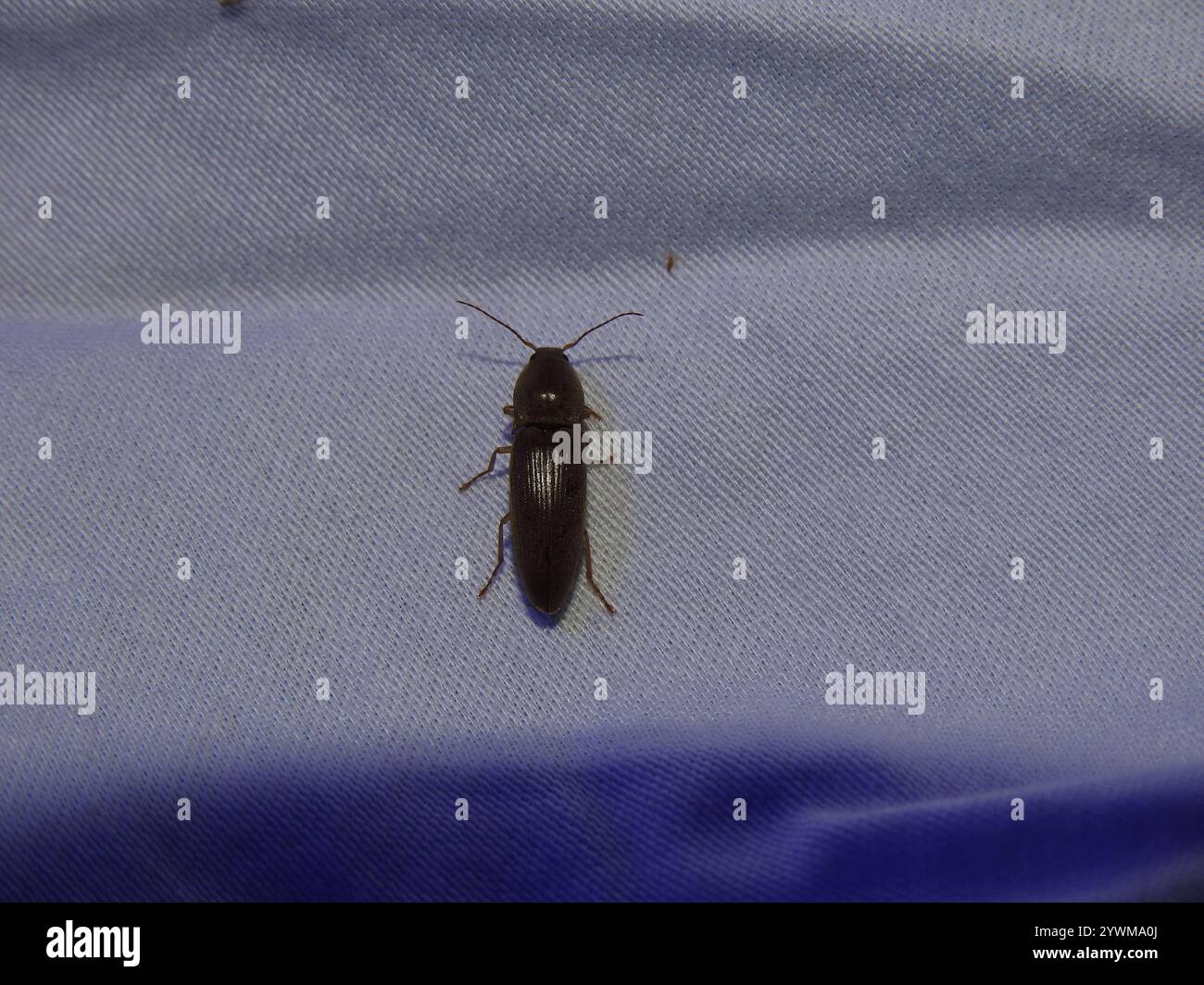 Monocrepidius hi-res stock photography and images - Alamy
