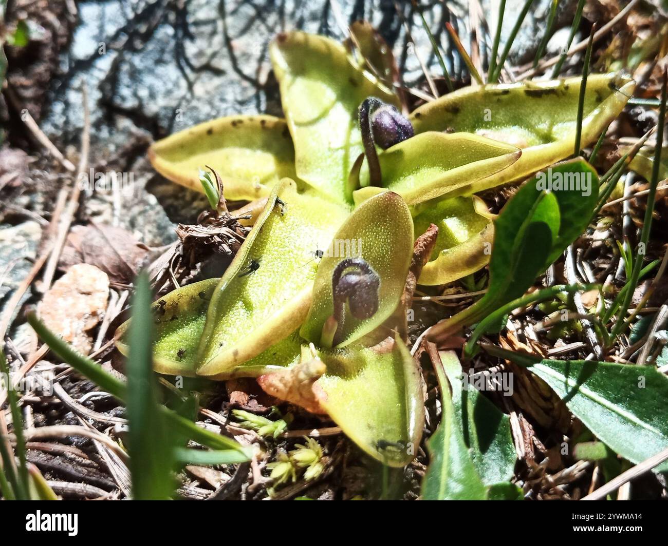 Common Butterwort (Pinguicula vulgaris Stock Photo - Alamy