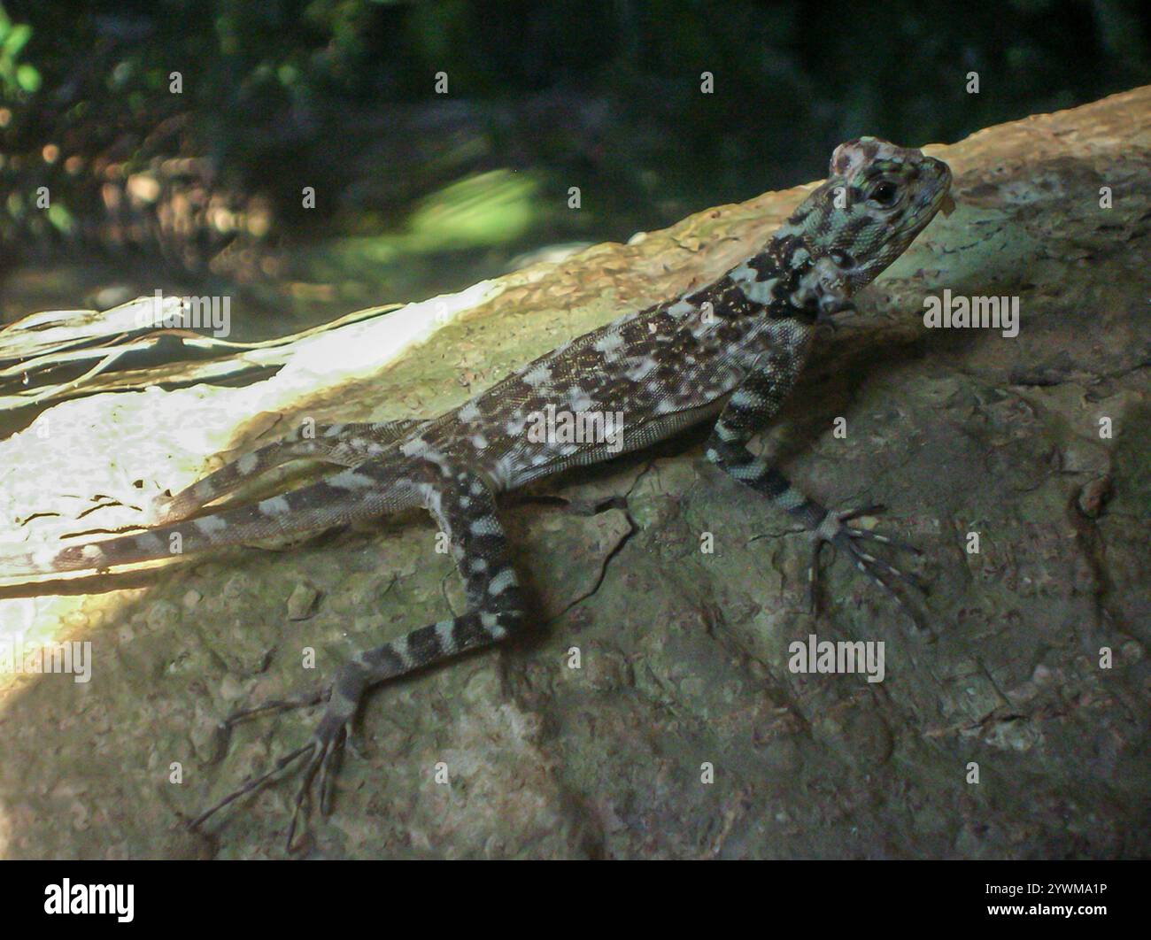 Plica plica hi-res stock photography and images - Alamy