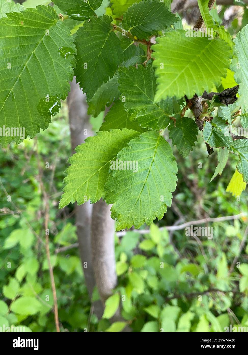 American elm (Ulmus americana Stock Photo - Alamy