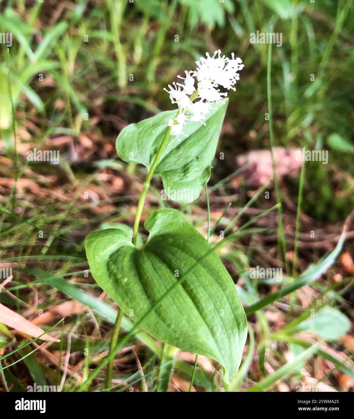 May Lily (Maianthemum bifolium Stock Photo - Alamy