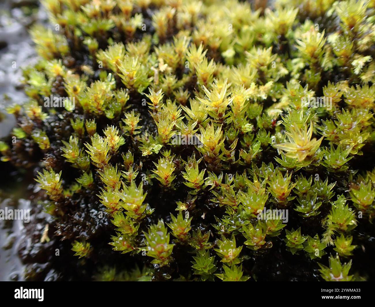 Long-leaved Thread Moss (Ptychostomum pseudotriquetrum Stock Photo - Alamy