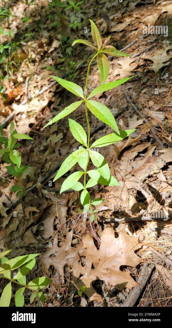 Culver's root (Veronicastrum virginicum Stock Photo - Alamy