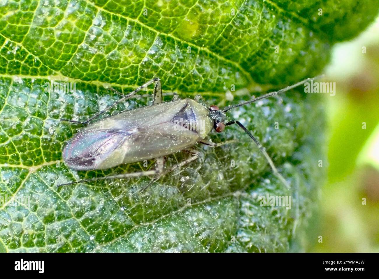 Common Nettle Flower Bug (Plagiognathus arbustorum Stock Photo - Alamy