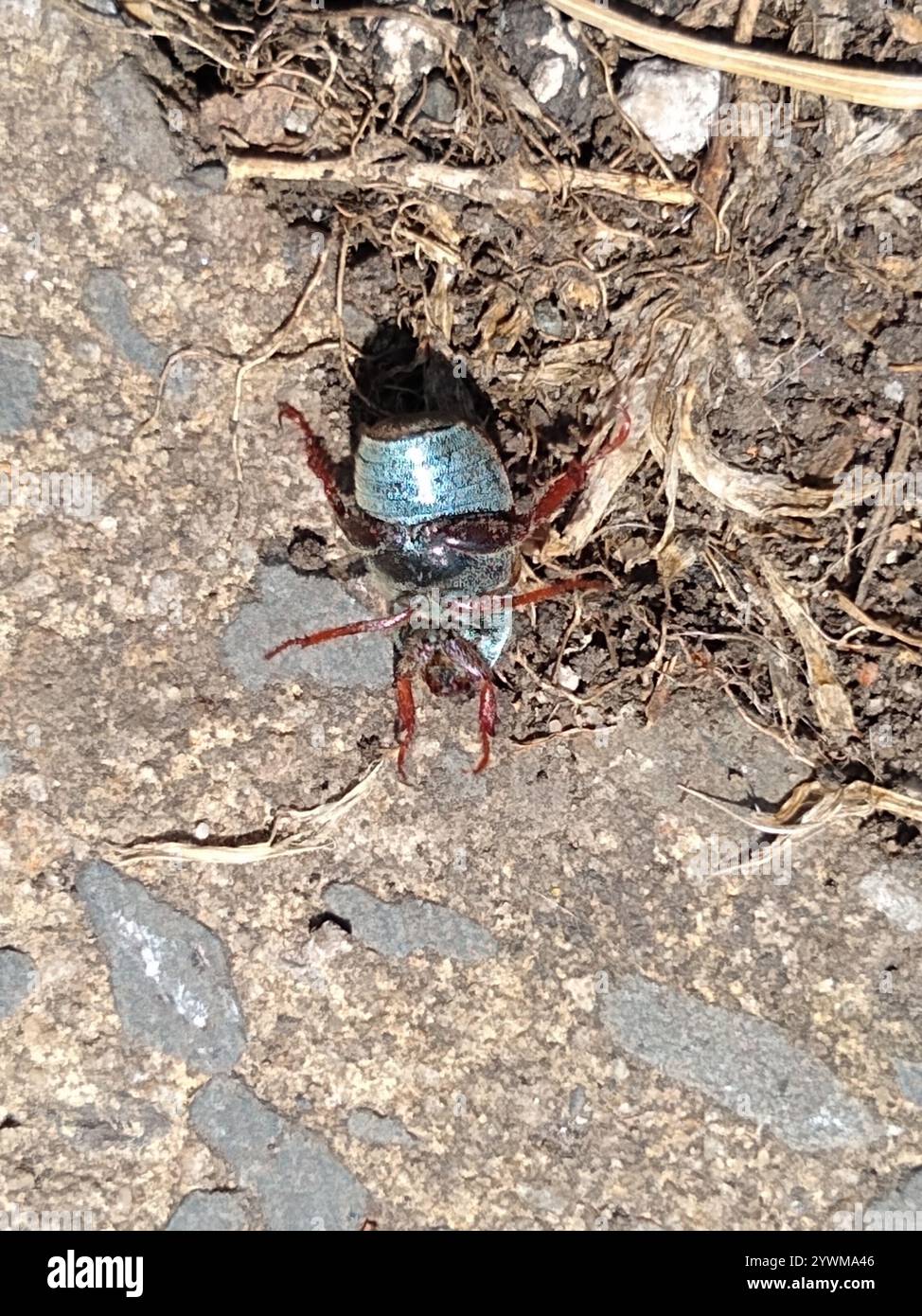 Welsh Chafer (Hoplia philanthus Stock Photo - Alamy