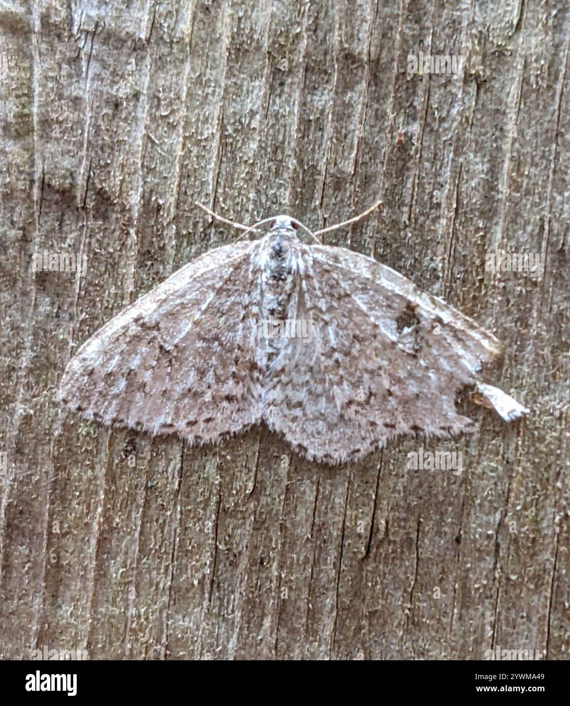 Pearsall's Carpet Moth (Venusia pearsalli Stock Photo - Alamy