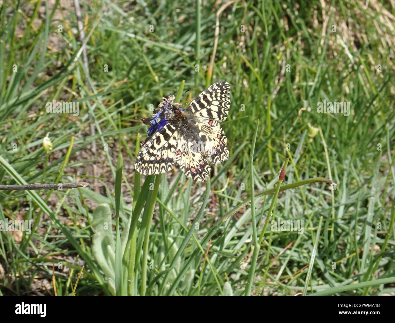 Southern Festoon (Zerynthia polyxena Stock Photo - Alamy