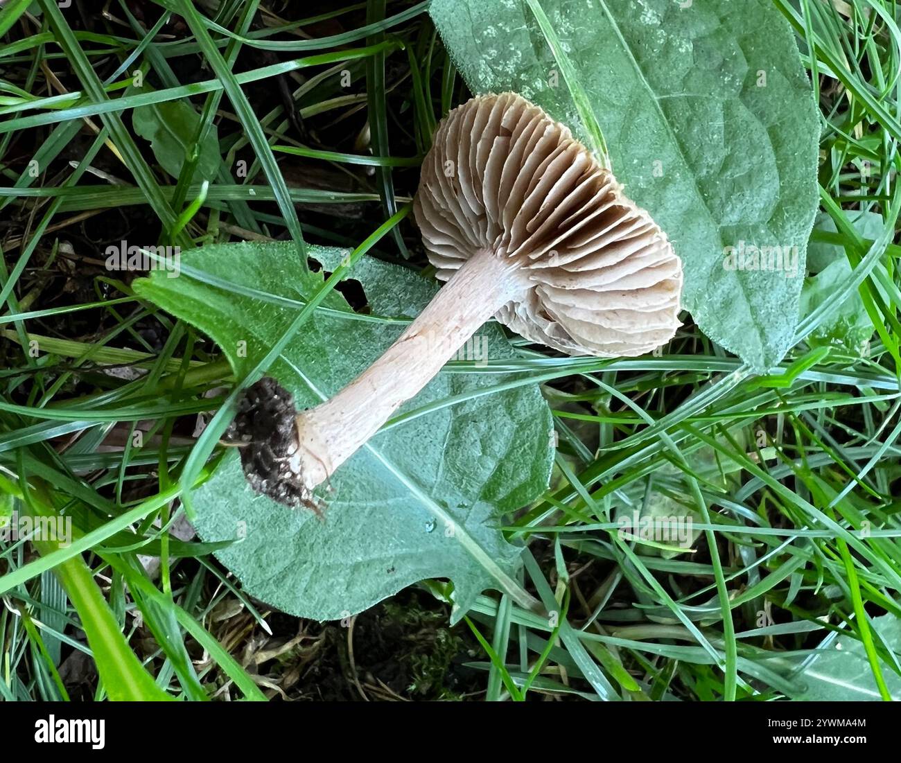 Fiber Caps (Inocybe Stock Photo - Alamy