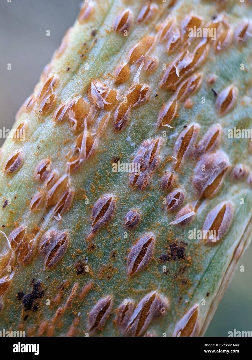 Pucciniaceae hi-res stock photography and images - Alamy