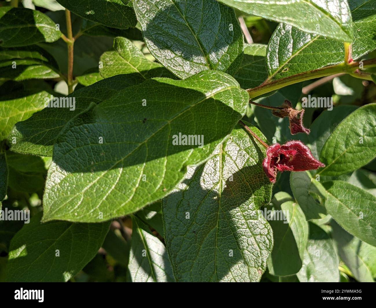 twinberry honeysuckle (Lonicera involucrata Stock Photo - Alamy