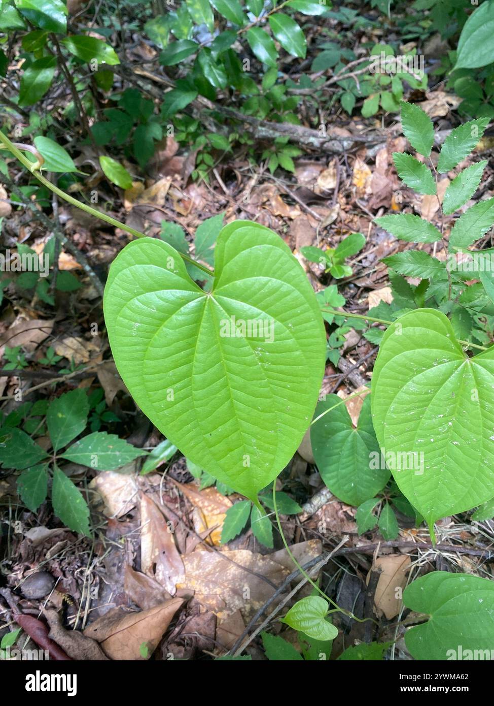 air potato (Dioscorea bulbifera Stock Photo - Alamy