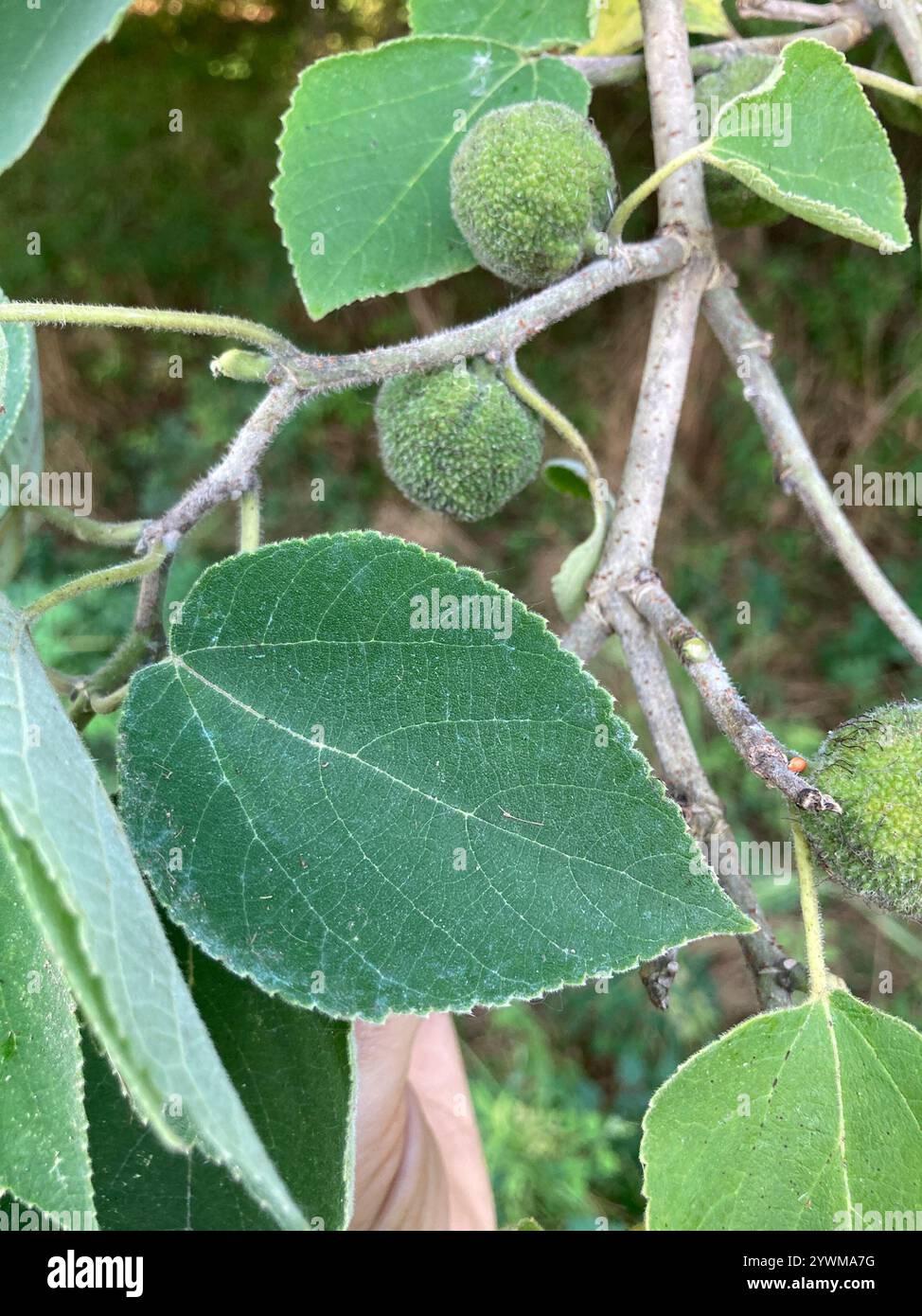 Paper mulberry (Broussonetia papyrifera Stock Photo - Alamy