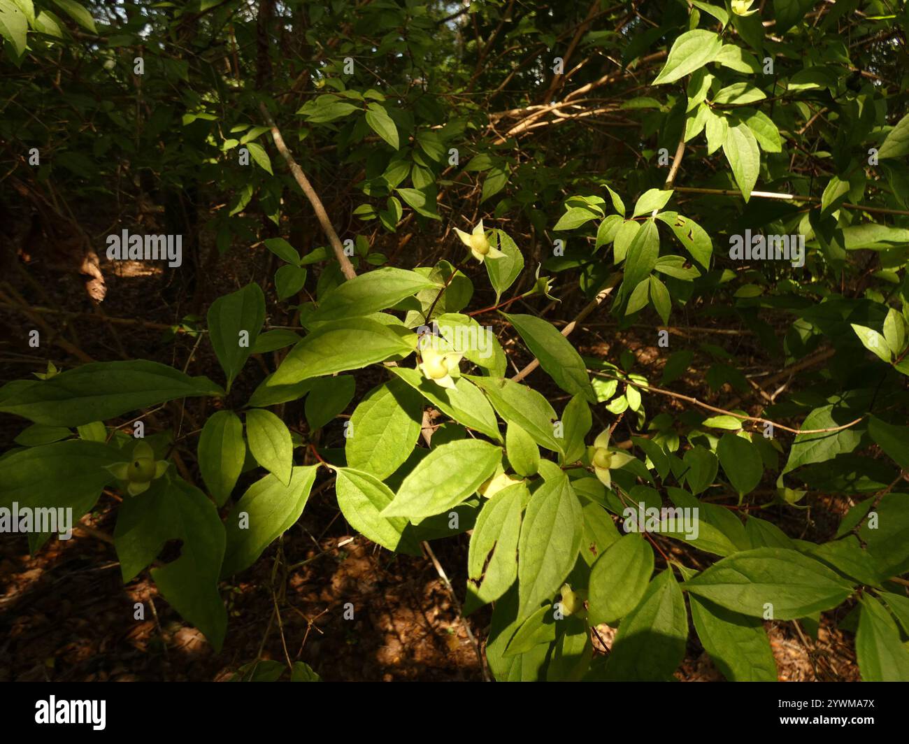 Scentless Mock Orange (Philadelphus inodorus Stock Photo - Alamy