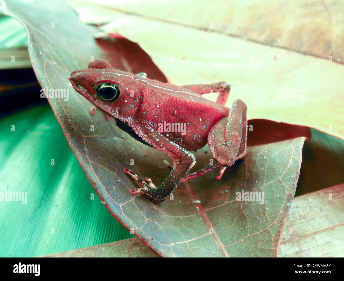 Amazon Tree Toads (Amazophrynella Stock Photo - Alamy